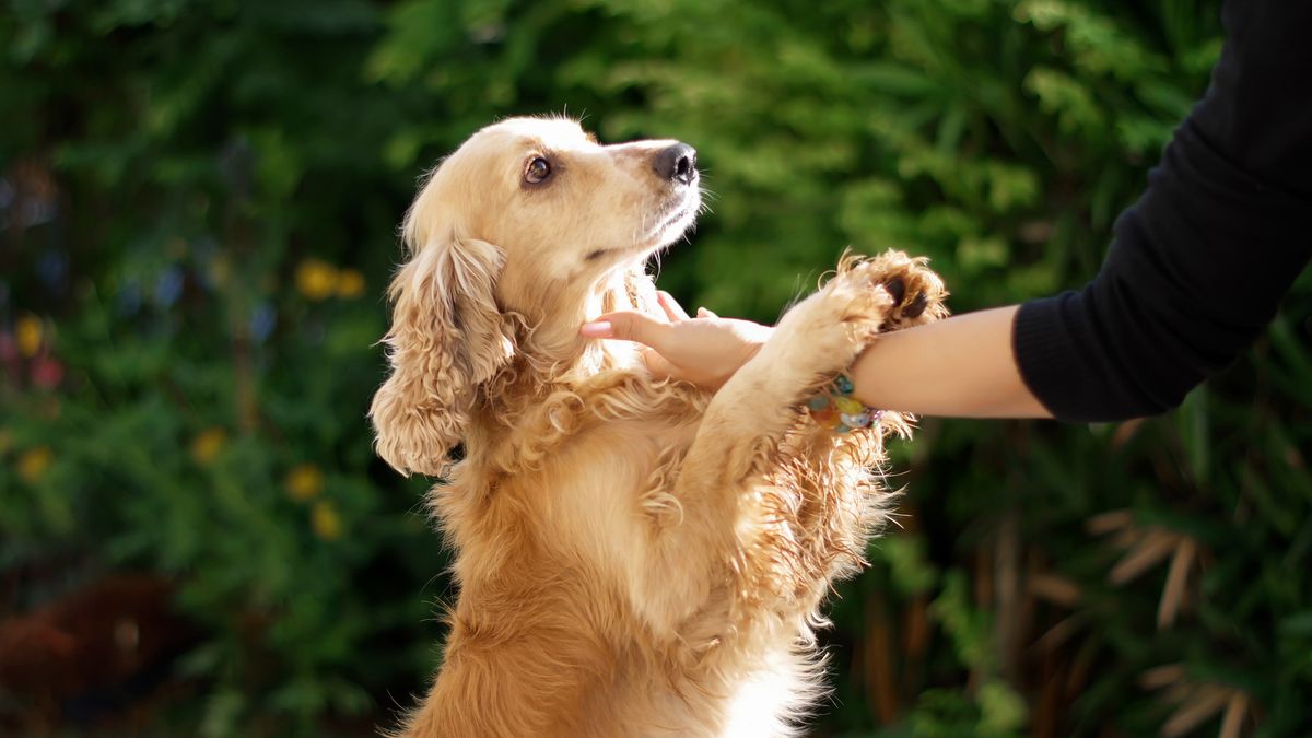 32 reasons gundogs are so popular | PetsRadar