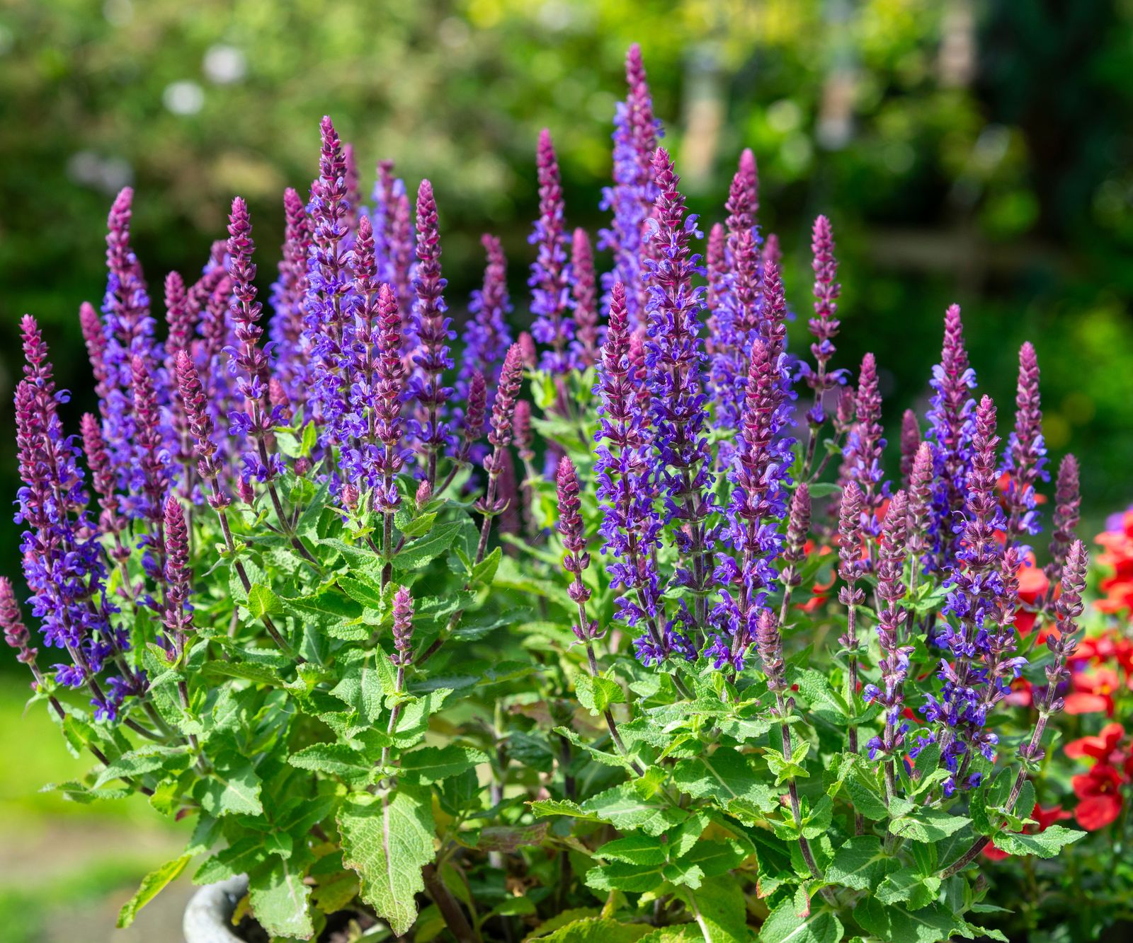 How to winterize salvias: expert steps to protect plants | Homes and ...
