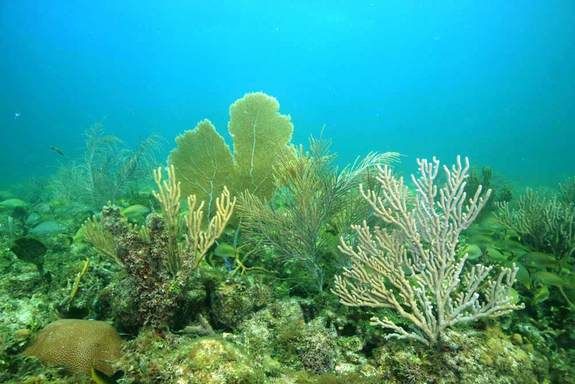 Marine Scientists Hunt for World's Strongest Corals | Live Science