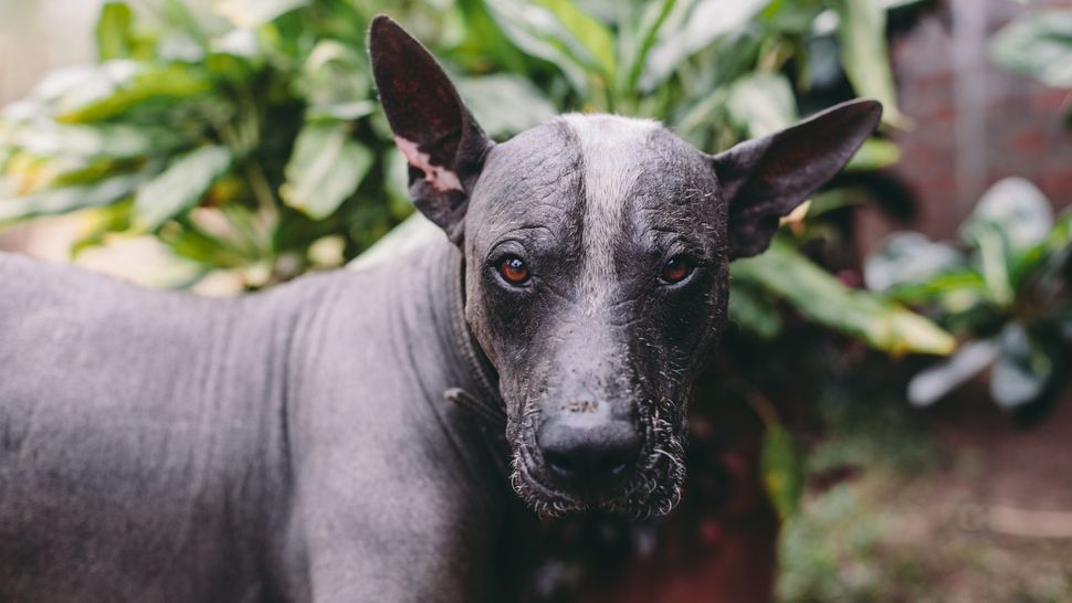 7 bald and beautiful hairless dog breeds | PetsRadar