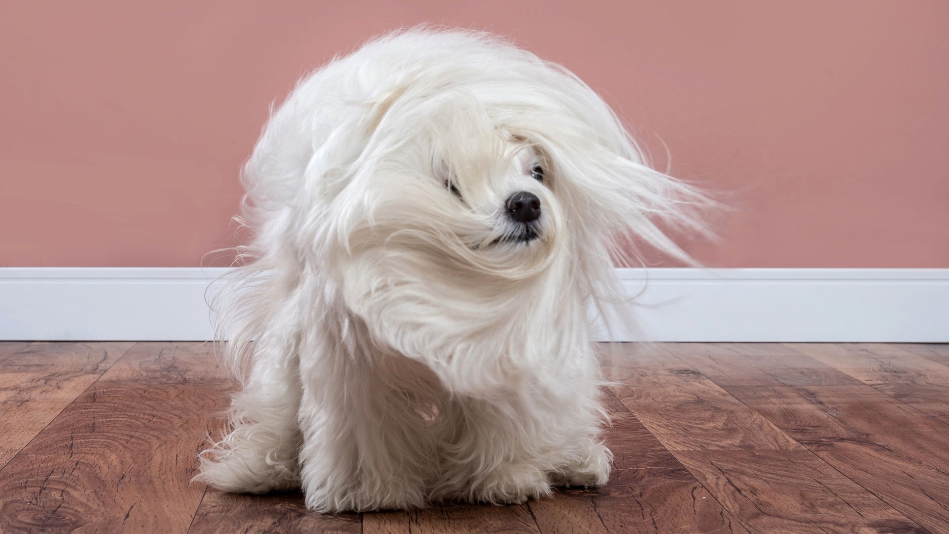 This is why dogs shake off when they’re not wet, according to an expert ...