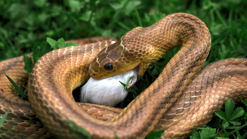 7 signs there are snakes in your yard — what to look out for | Tom's Guide