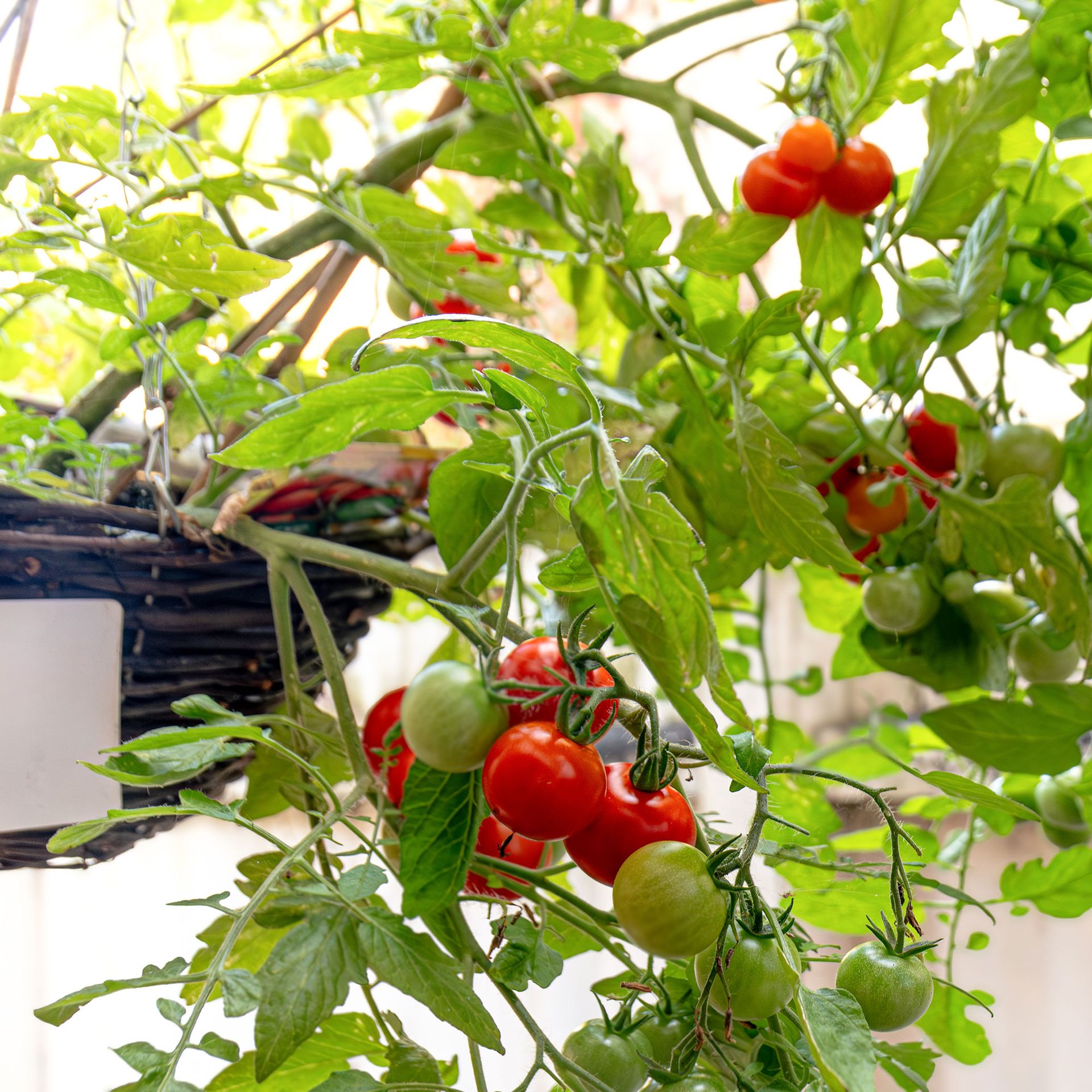 Growing tomatoes in hanging baskets - a straightforward guide | Ideal Home