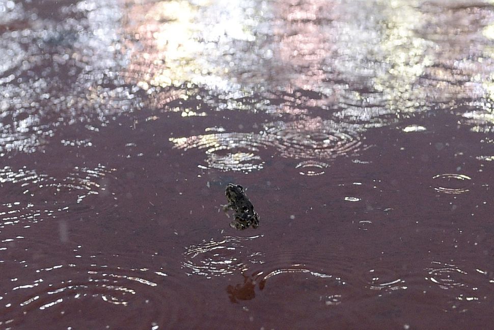 The Weirdest Things That Fell From The Sky | Live Science