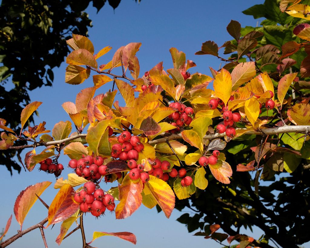 Best trees for fall color: create unbeatable autumn interest | Gardeningetc