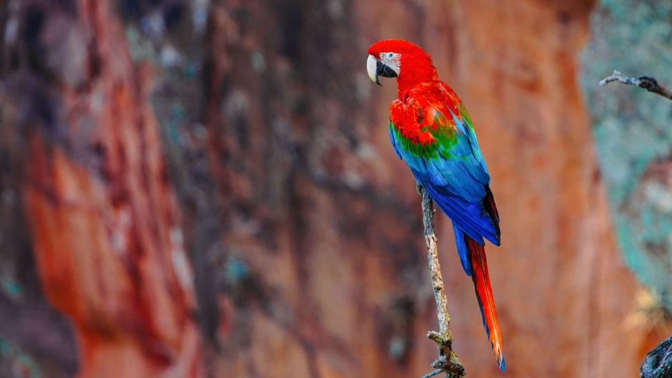 32 of the most colorful birds on Earth | Live Science