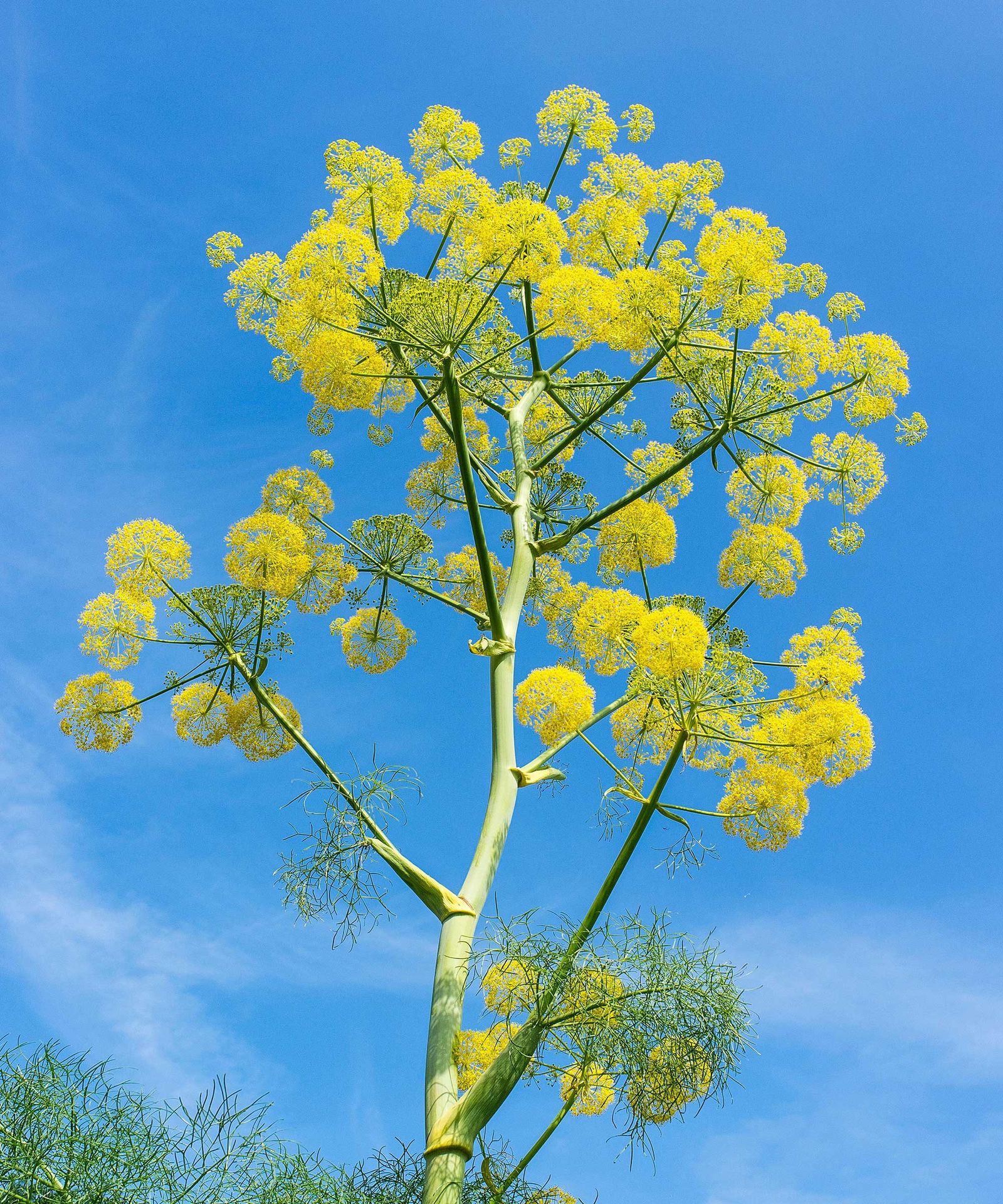 Tall flowers: 12 varieties to add height and drama | Gardeningetc