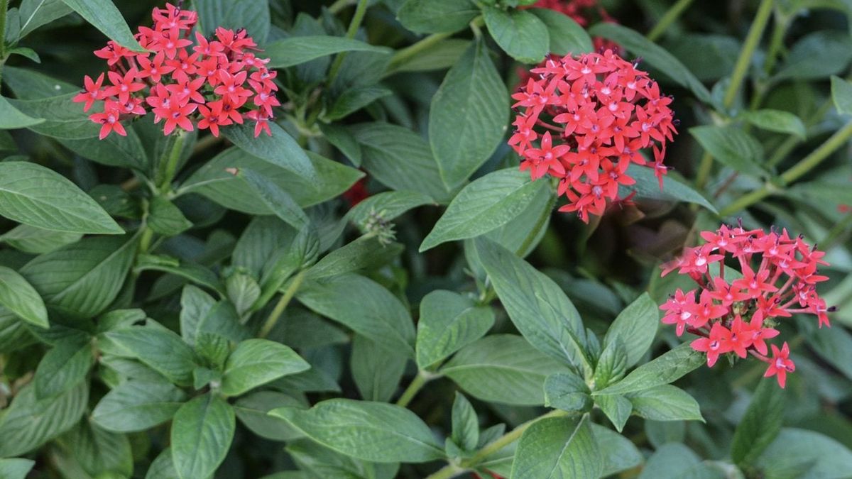 Pentas Plant Pruning - How And When To Cut Back A Pentas Plant ...