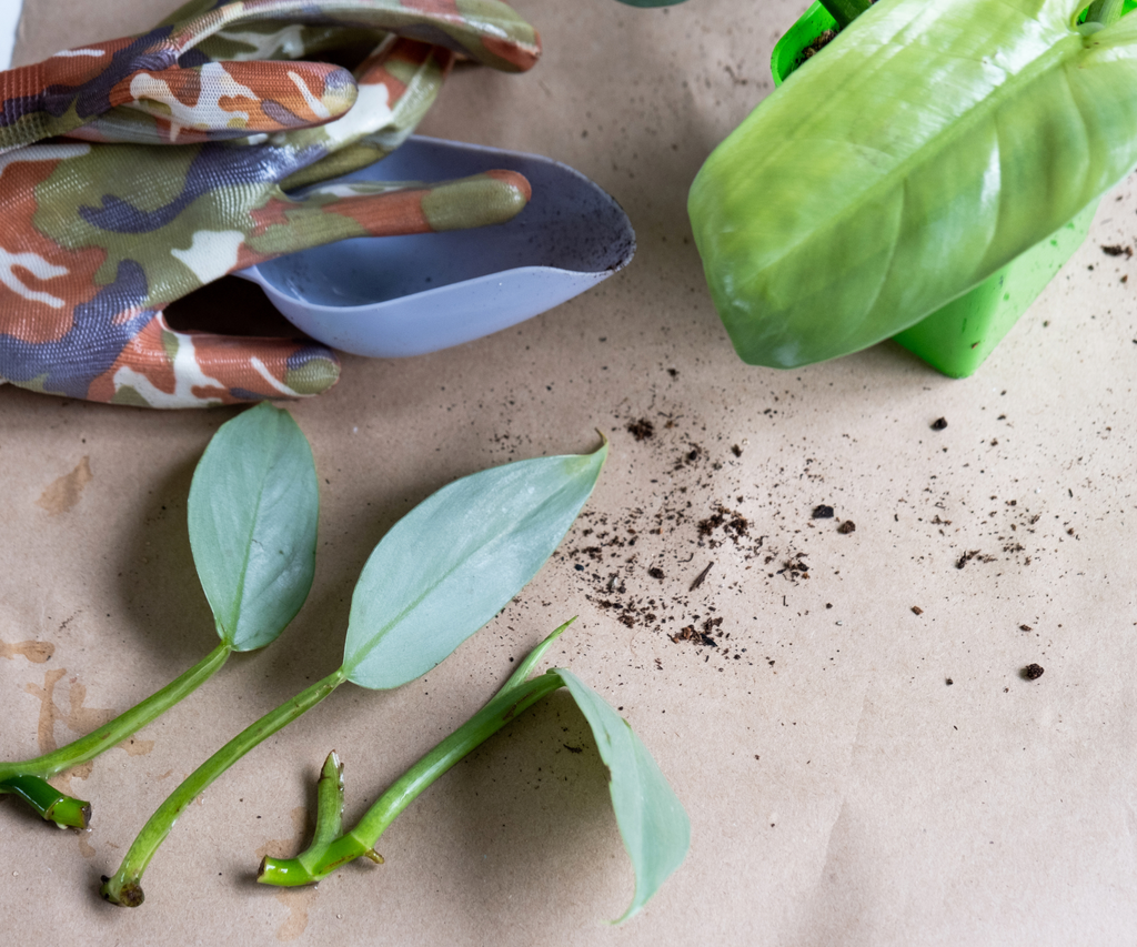 How to propagate philodendron: 3 expert methods | Homes and Gardens
