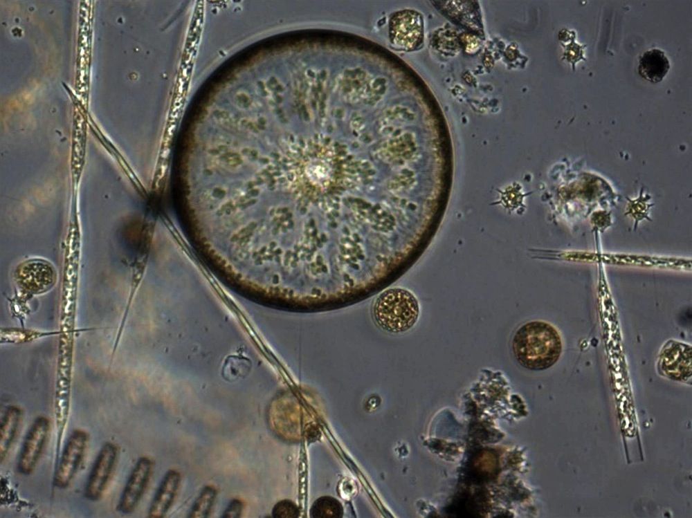 Magnificent Microphotography: 50 Tiny Wonders: Page 2 | Live Science