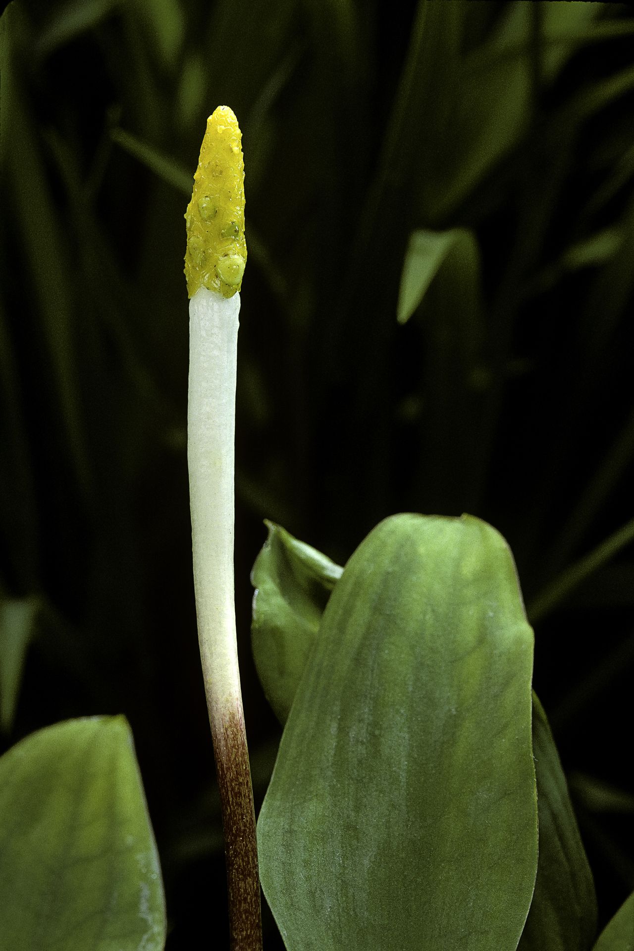 Best pond plants: keep your pond healthy and looking beautiful ...