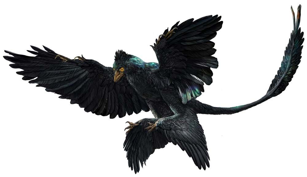 Photos: Birds Evolved from Dinosaurs, Museum Exhibit Shows: Page 4 ...