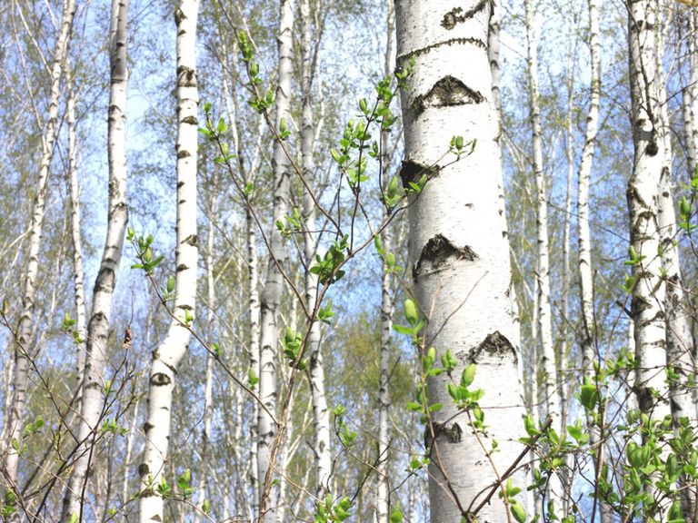 Paper Birch Tree Facts - How To Care For A Paper Birch Tree | Gardening ...