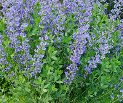 True Blue: Best Native Blue Flowers To Grow In Your Garden | Gardening ...