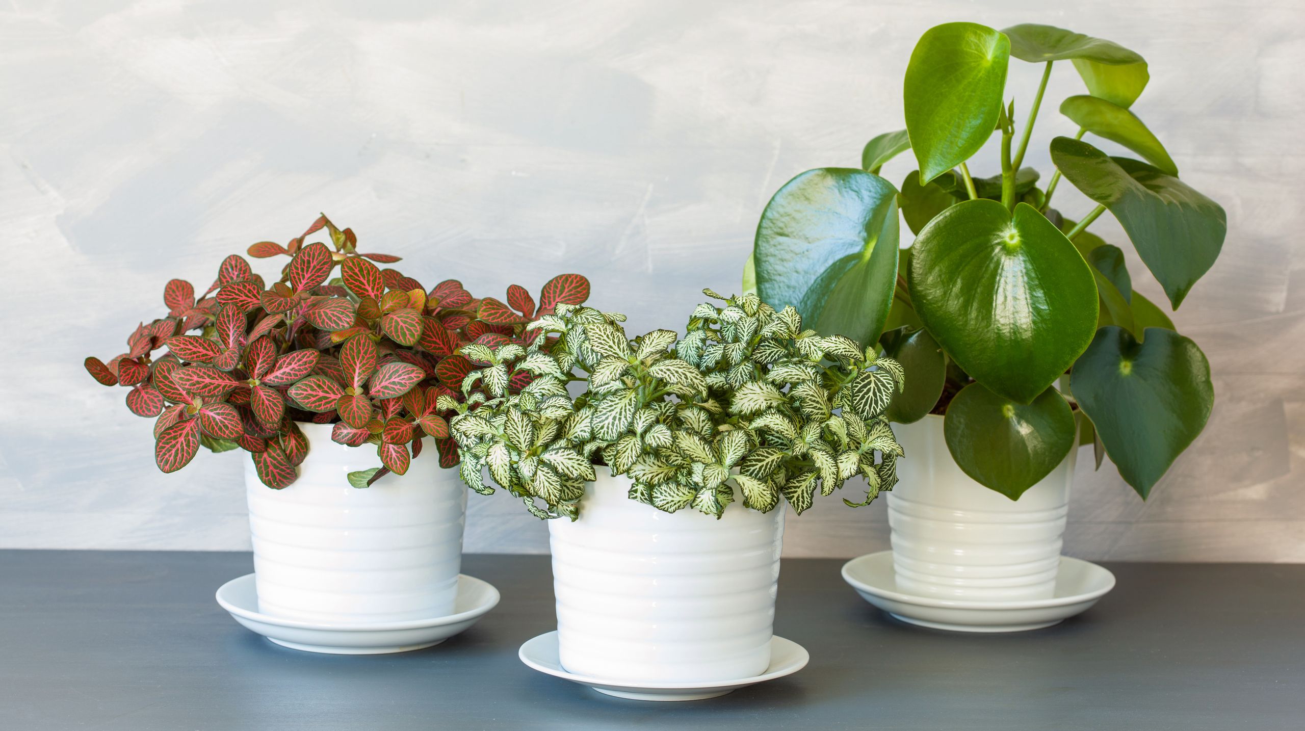 8 Small Indoor Plants that Won't Overwhelm Tiny Spaces — "You Can Add ...