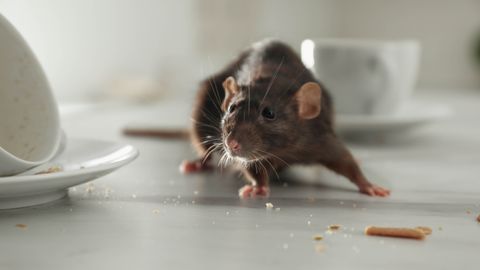 How to get rid of rats quickly and safely | Tom's Guide