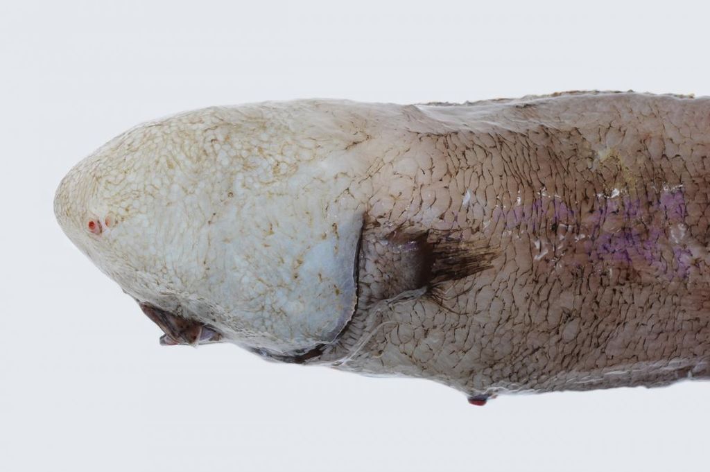 Long-Lost 'Faceless' Fish Shows Up Near Australia | Live Science