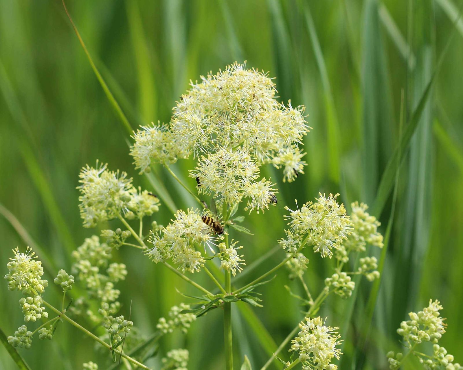 Yellow flowers: 16 pretty picks for your backyard | Gardeningetc