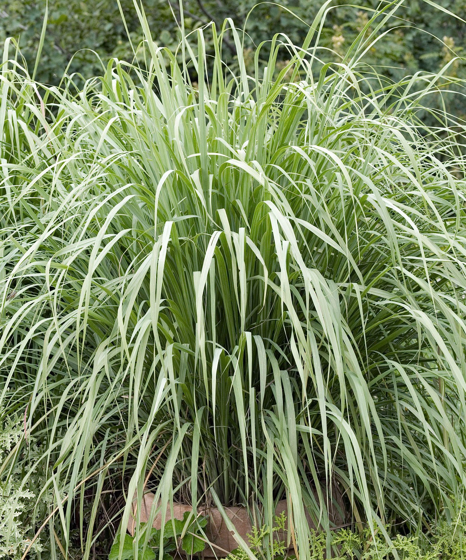 Best pest-repellent plants: 10 ways to deter pesky bugs | Homes and Gardens