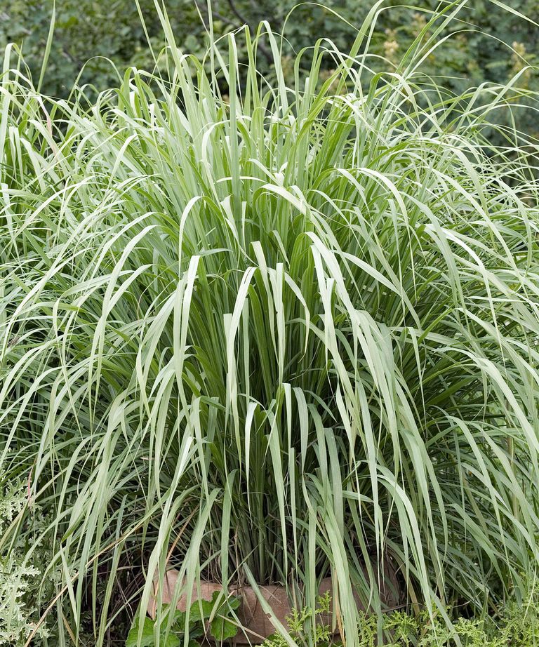 Best pest-repellent plants: 10 ways to deter pesky bugs | Homes and Gardens