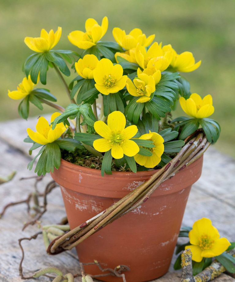 Best winter flowers – 14 ideas to brighten up your garden | Homes and ...