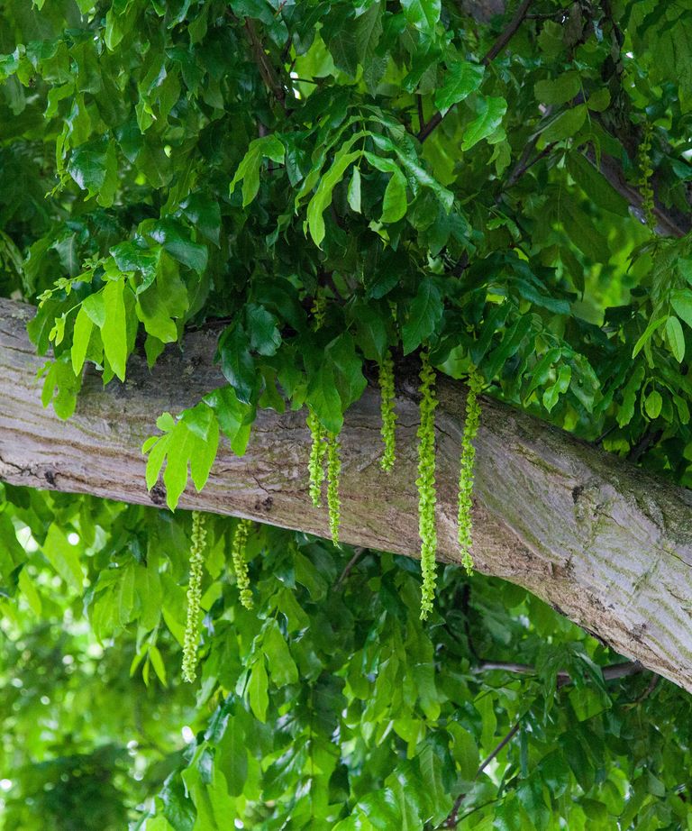 How to identify British trees – by leaf, fruit, shape, size, bark and ...