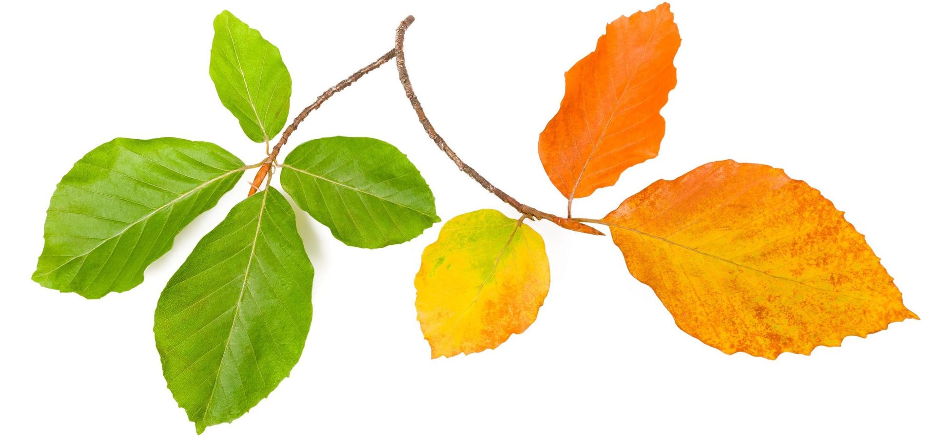 Beech trees: A complete guide | Country Life