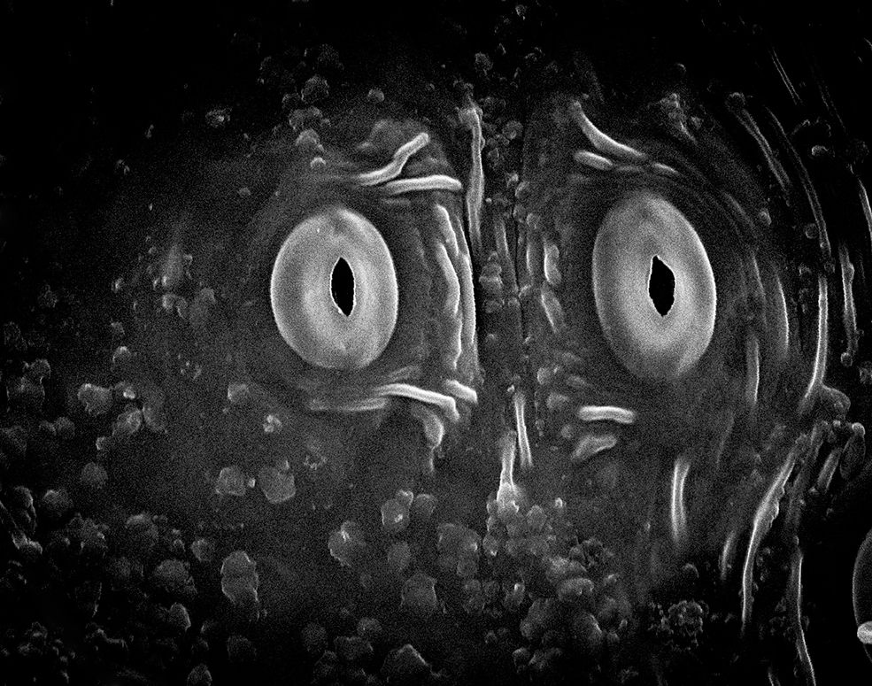 The sinister beauty of plant cells | The Week