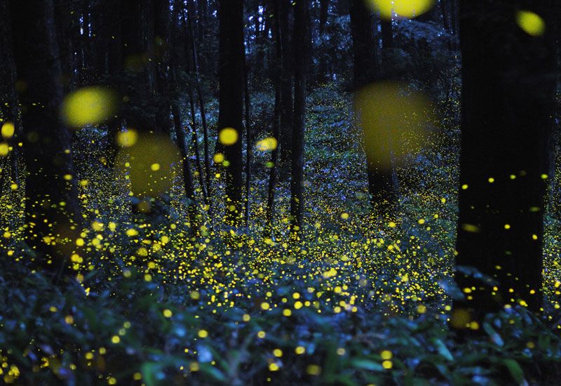 Fireflies' Unique Flashes Help Distinguish Species | Live Science