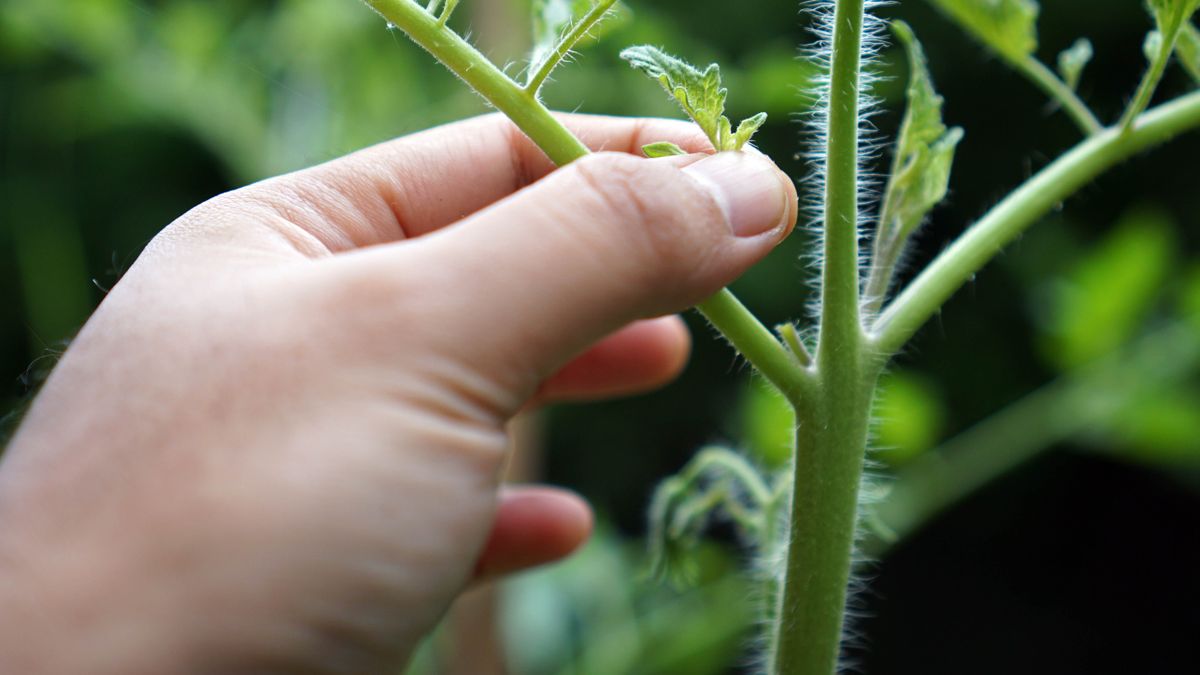 How to prune tomato plants in 3 easy steps | Tom's Guide