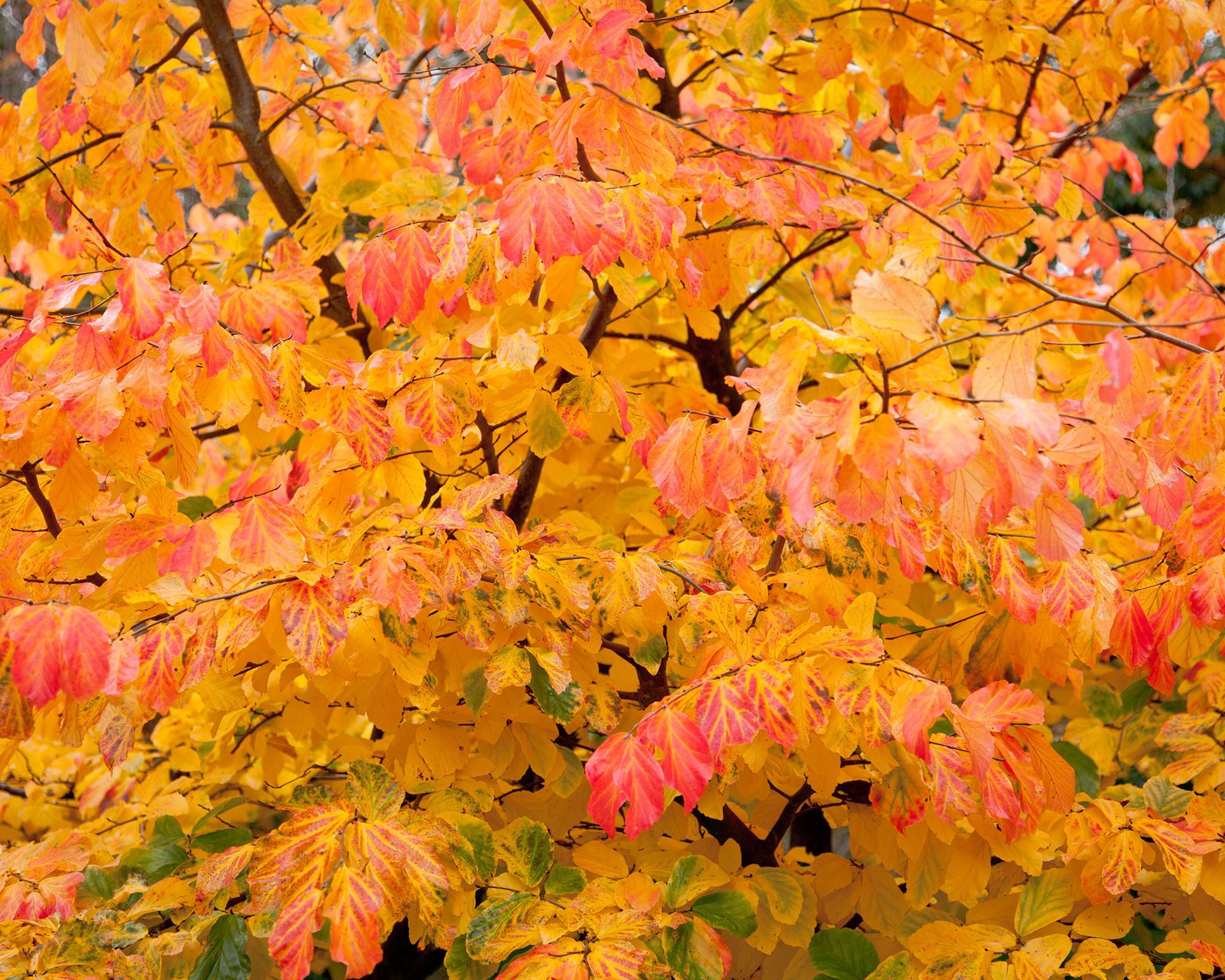 Best trees for front yards: 11 top picks for stunning curb appeal ...