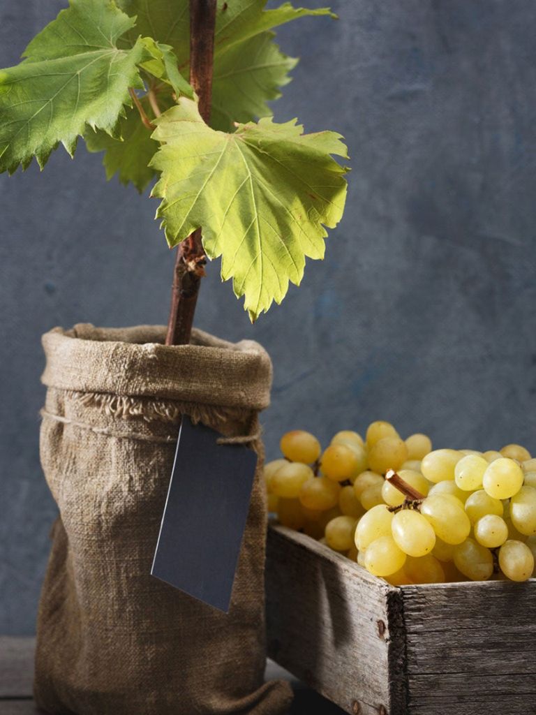 Can Grapes Be Grown In Containers - How To Grow Grapes In A Container ...