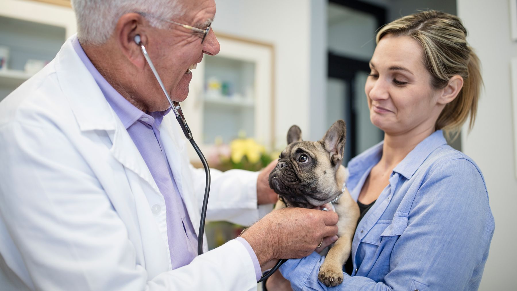 Take the worry out of going to a new vet with this canine expert’s ...