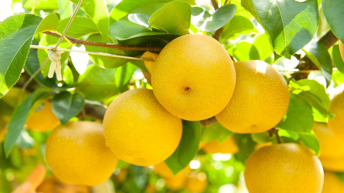 How to grow Asian pears – expert tips on nashi fruits | Homes and Gardens