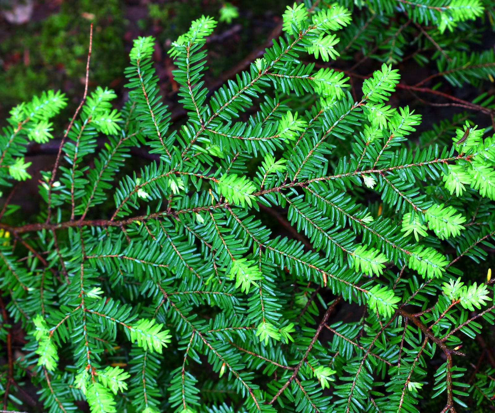 Fast-Growing Evergreen Trees To Transform Your Landscape | Gardening ...
