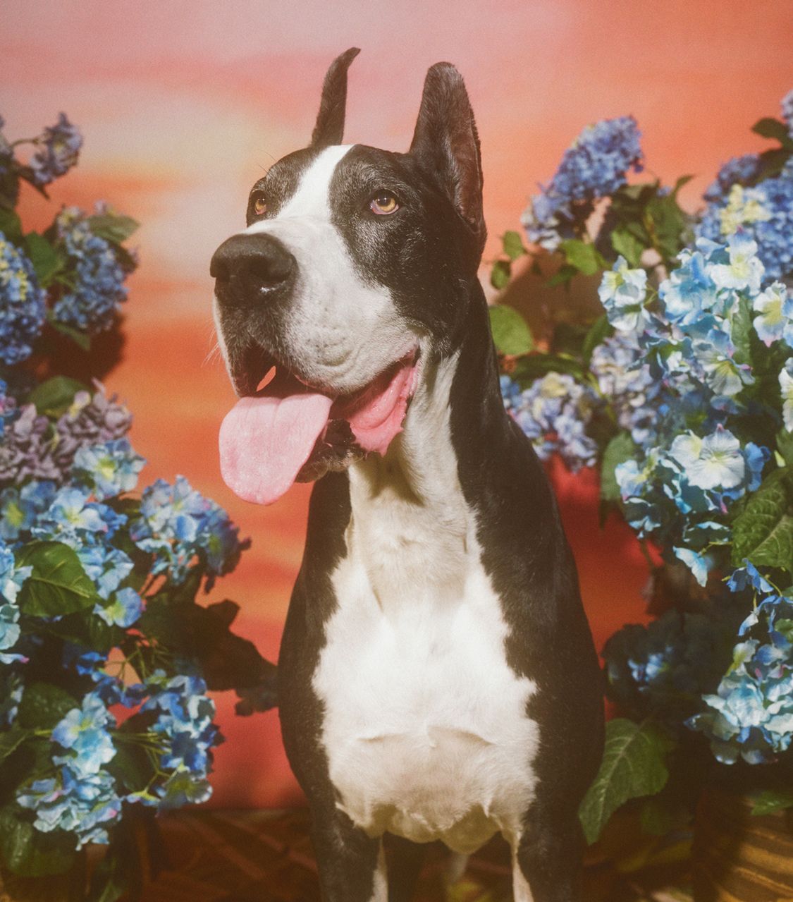 Meet the Dogs of Gucci's New Campaign | Who What Wear