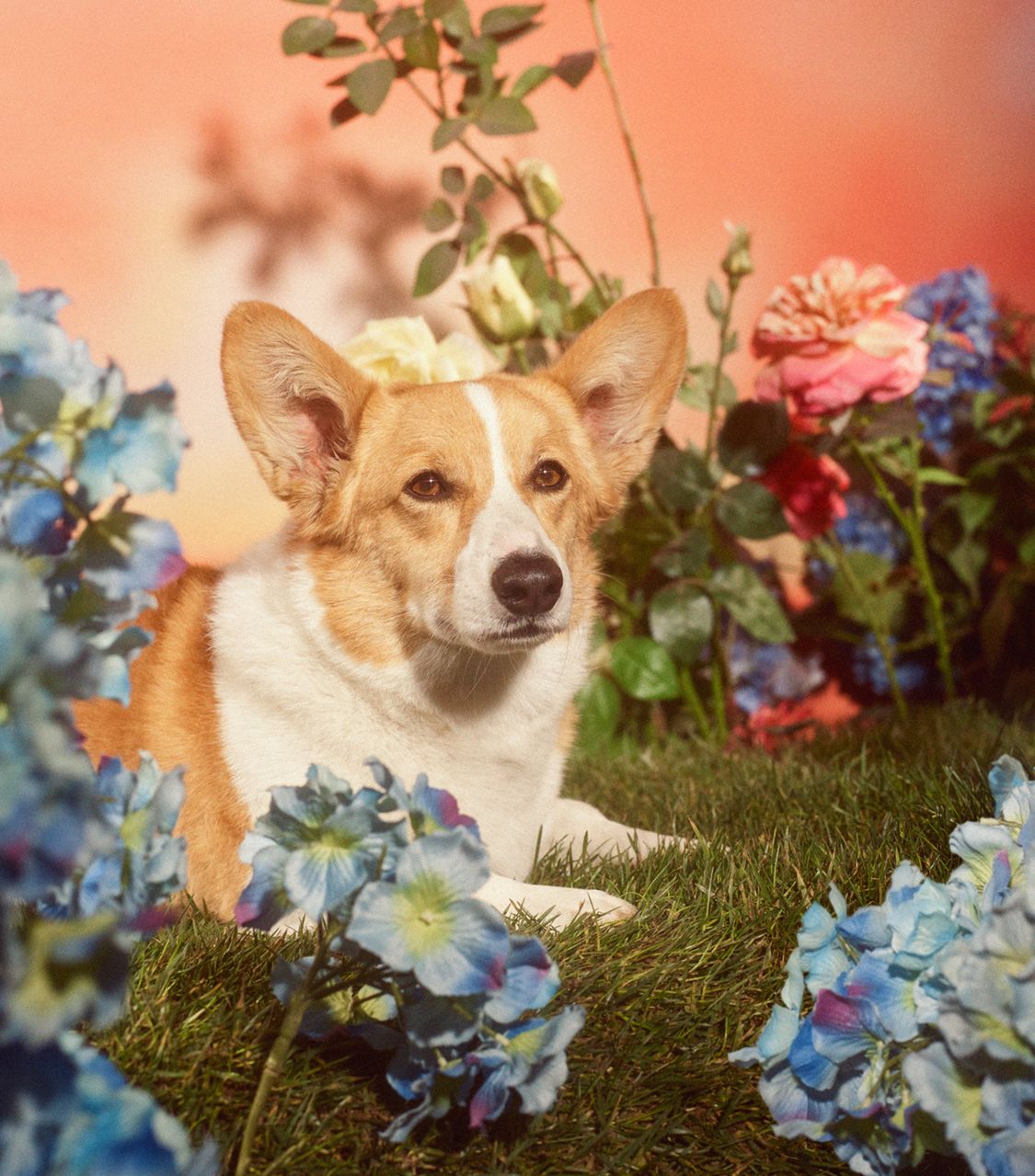 Meet the Dogs of Gucci's New Campaign | Who What Wear