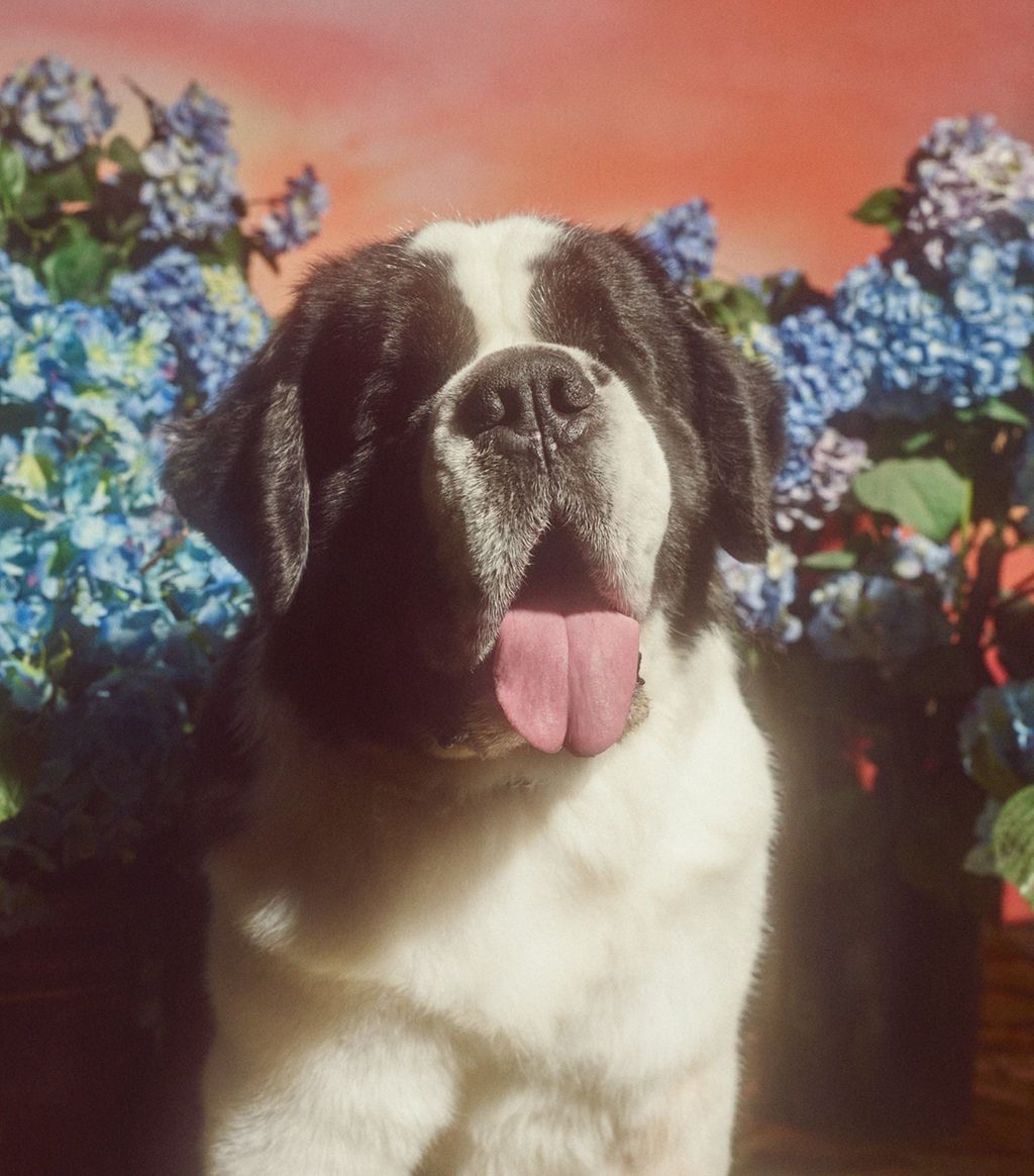 Meet the Dogs of Gucci's New Campaign | Who What Wear
