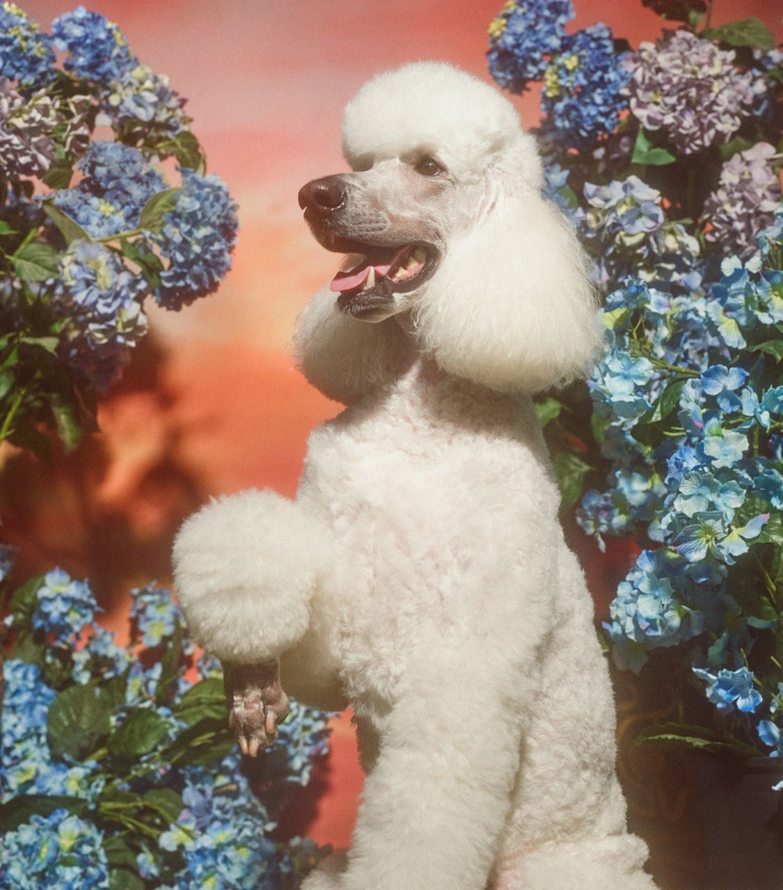 Meet the Dogs of Gucci's New Campaign | Who What Wear