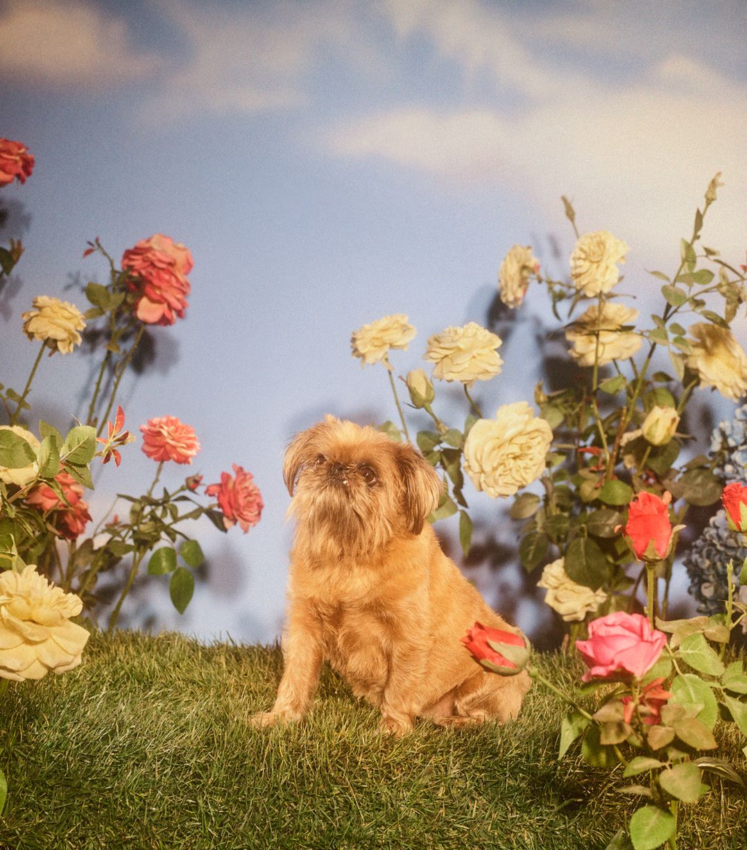 Meet the Dogs of Gucci's New Campaign | Who What Wear