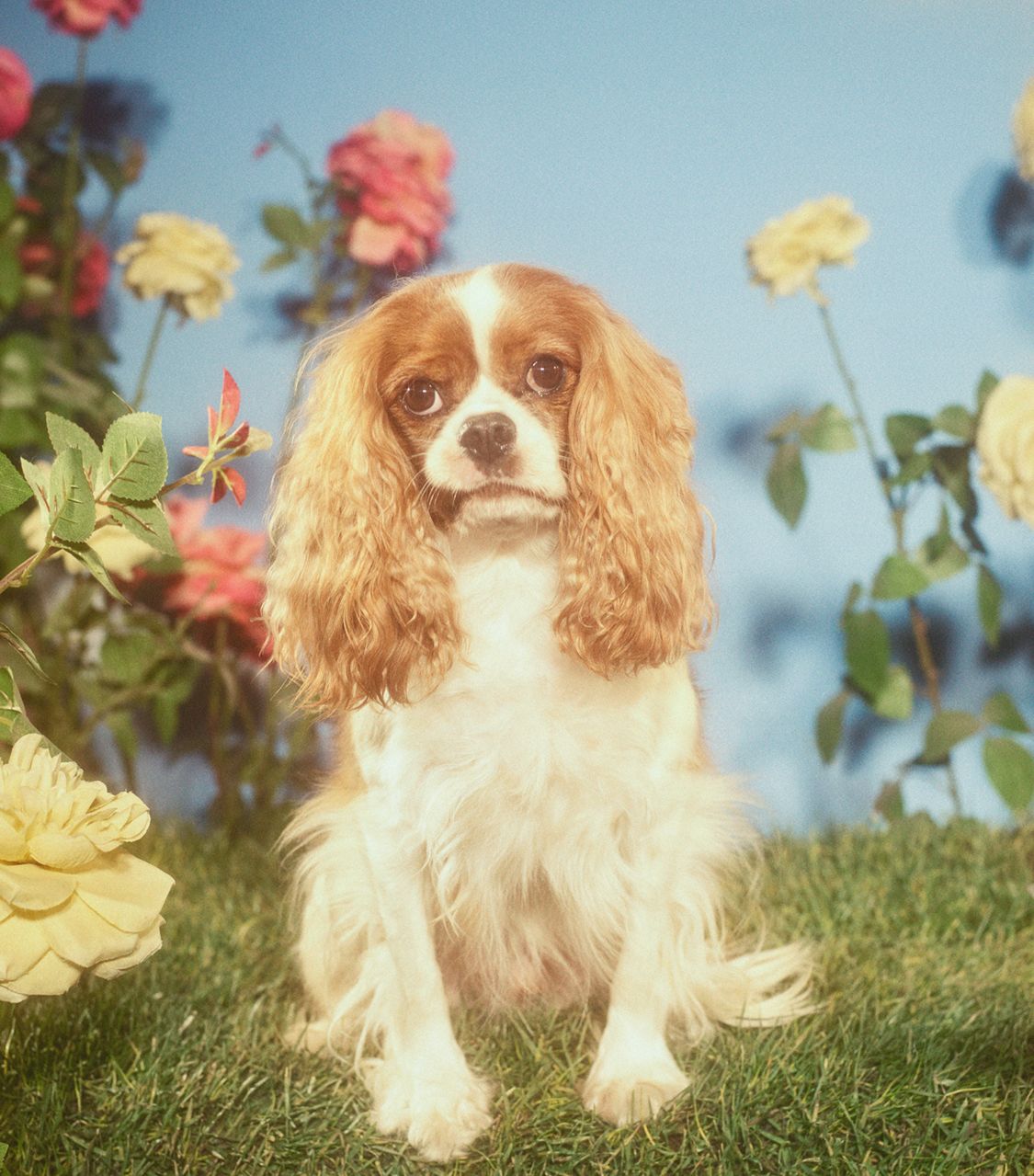 Meet the Dogs of Gucci's New Campaign | Who What Wear