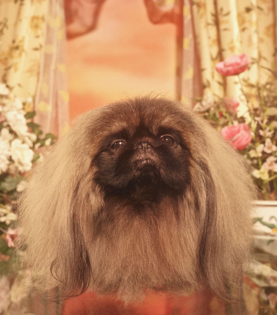 Meet the Dogs of Gucci's New Campaign | Who What Wear