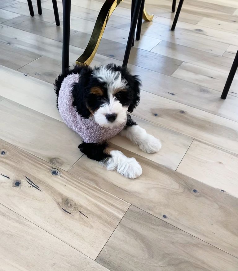 28 Stylish Dog Accessories We're Telling Everyone About | Who What Wear