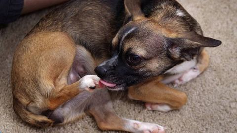 Red paws on dogs: Vet shares key causes and treatments | PetsRadar