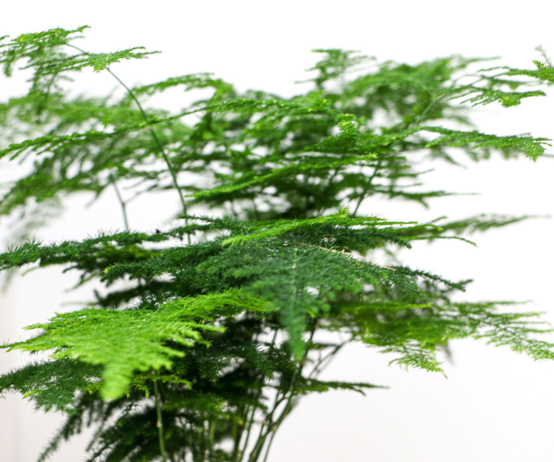 How to care for asparagus fern: our expert guide | Homes and Gardens