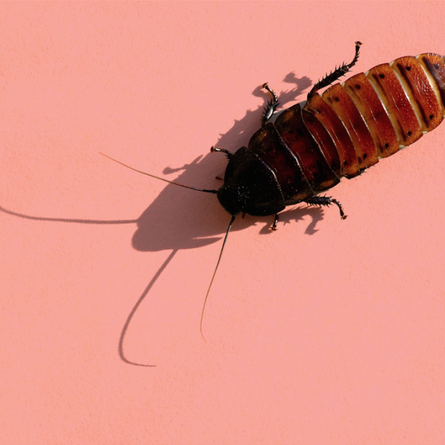 Cockroach Milk Health and Beauty Benefits - Cockroach Milk Trend ...