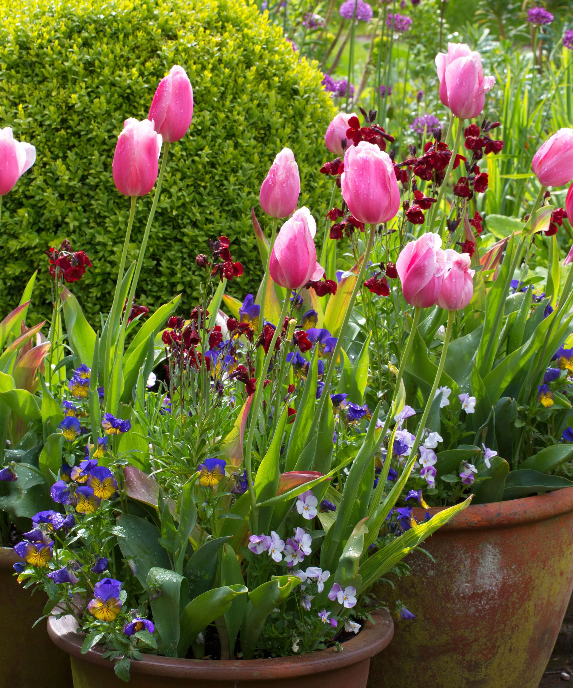 How to plant tulip bulbs: for a display of spring flowers | Homes and ...