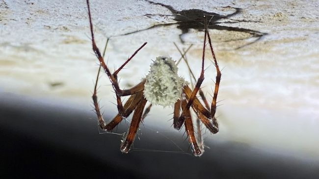New Spider Species Cartwheels Down Sand Dunes | Live Science
