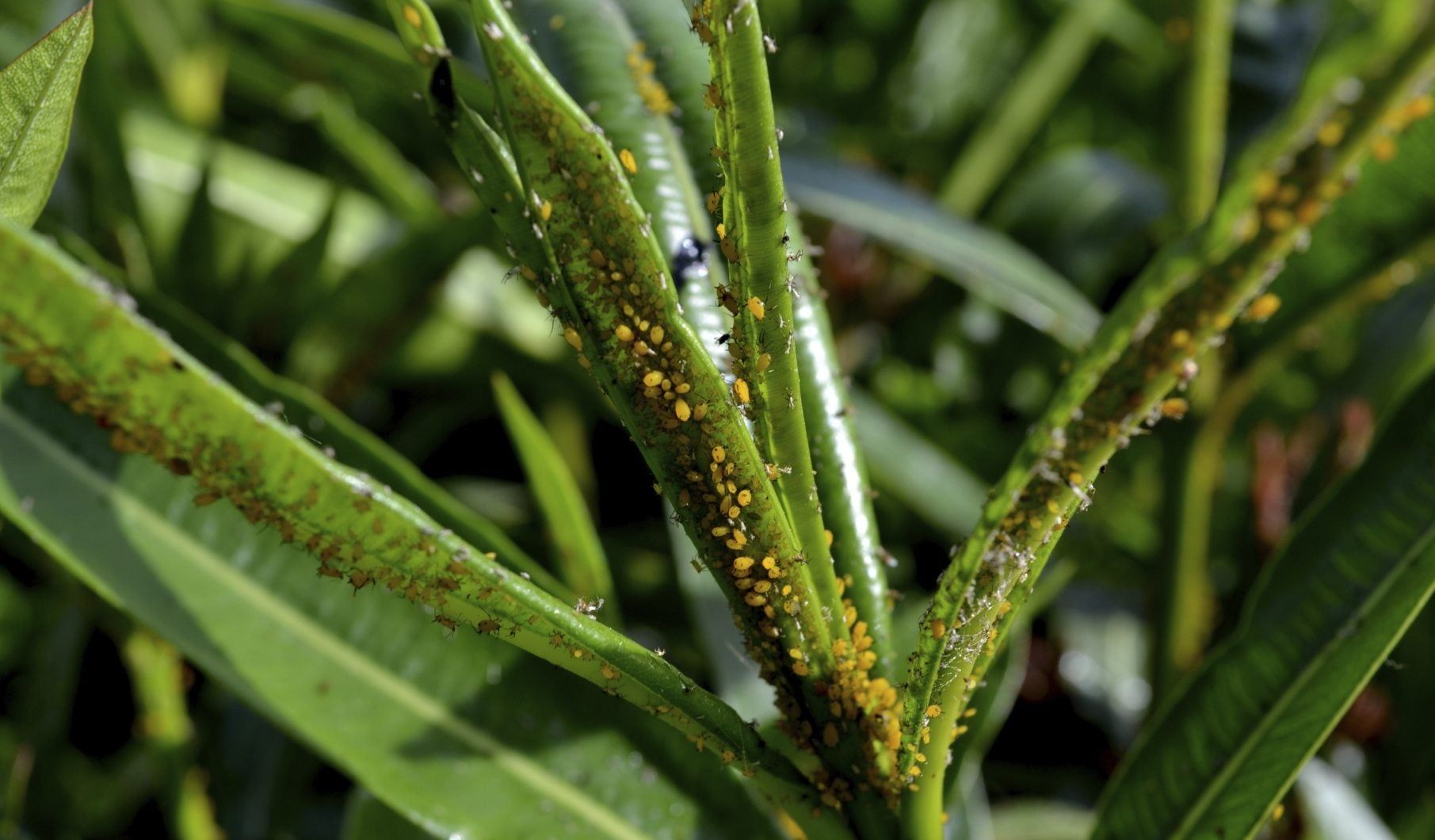 What To Do About Oleander Plant Pests - How To Get Rid Of Insects On ...