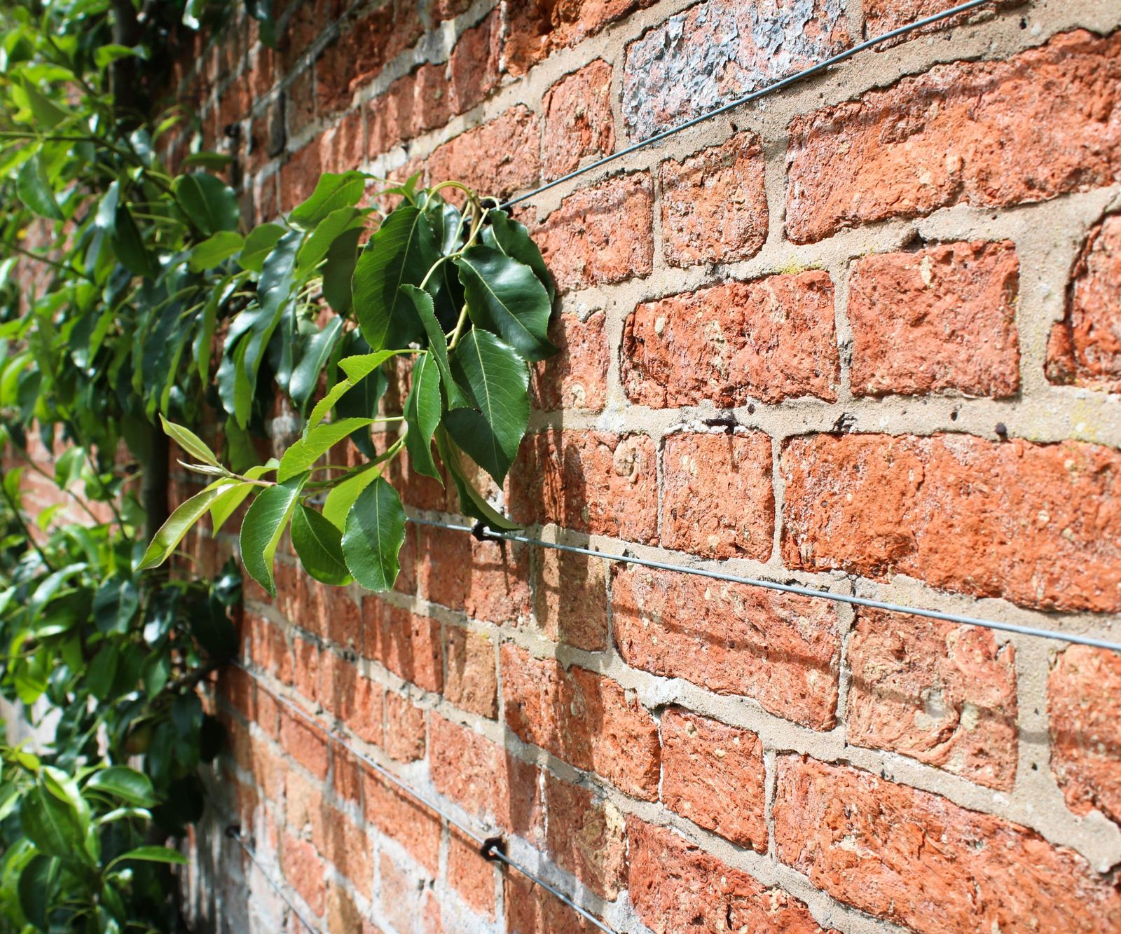 Pruning espalier apple trees: how and when to do it | Homes and Gardens